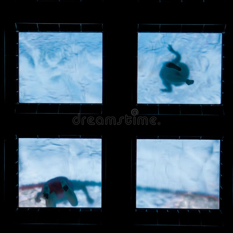 Low-angle View of People Walking and Swimming in a Pool Stock Photo ...
