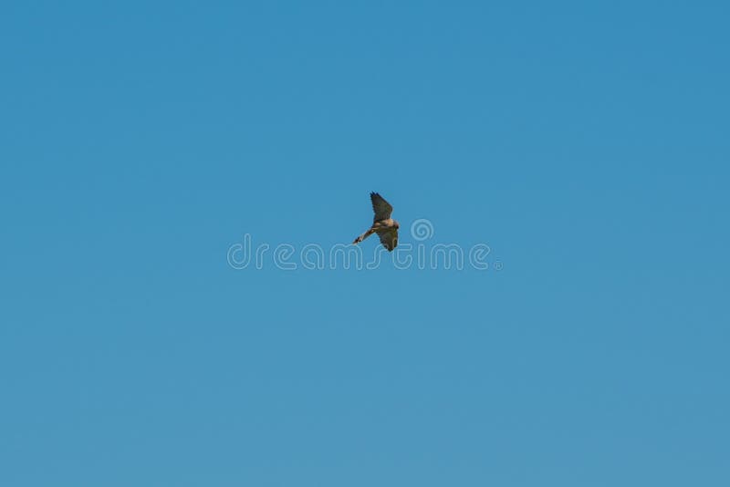 145 Peregrine Falcon Soaring Stock Photos - Free & Royalty-Free Stock ...