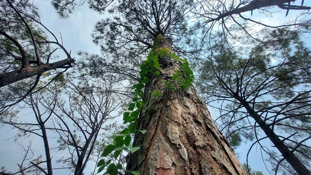 Low Angle View of Pine Tree Trunk with Climbing Vine and Sunlit Forest ...