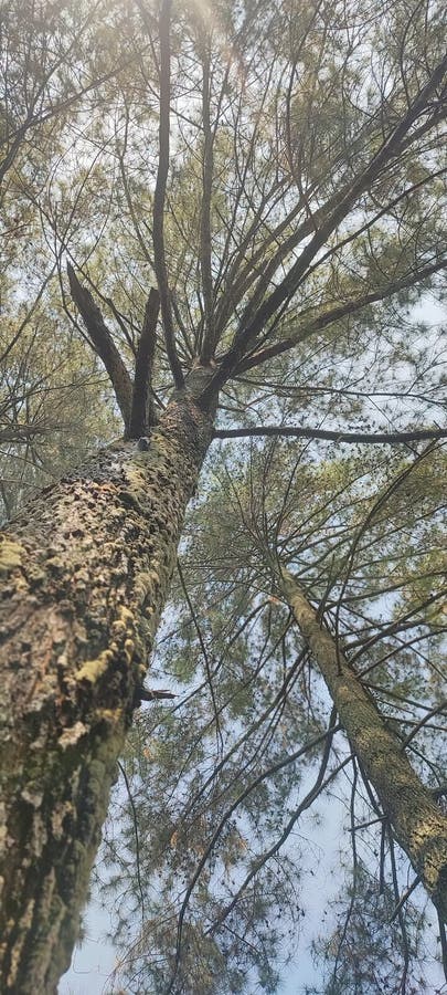 Low Angle View of Pine Trees with Blue Sky Background. Stock Photo ...