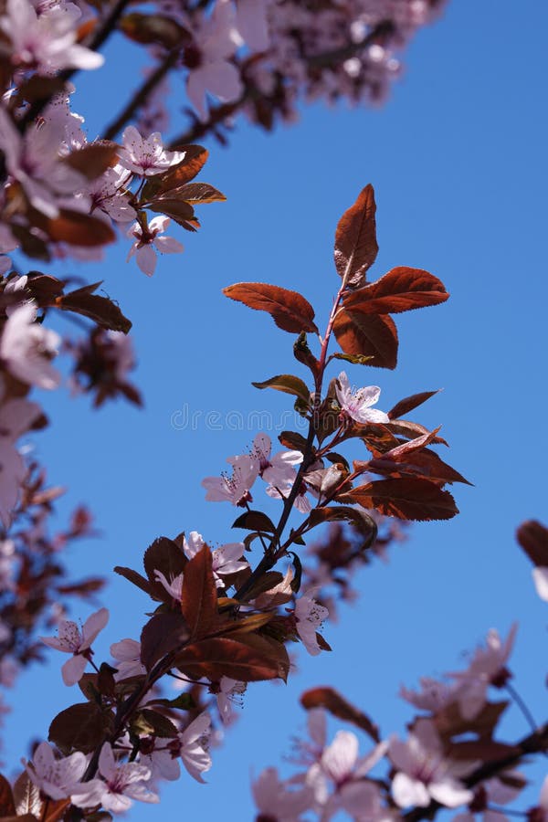 Low Angle View, Plum Blossoms in Spring. Blue Clear Sky Stock Photo ...