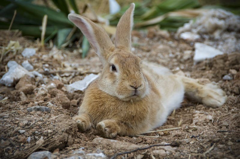 Low Angle View of a really Pretty and Cute Bunny Rabbit with Big Ears ...