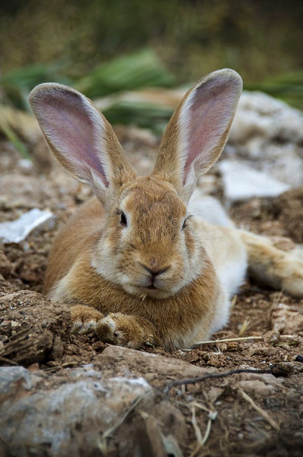 Low Angle View of a really Pretty and Cute Bunny Rabbit with Big Ears ...