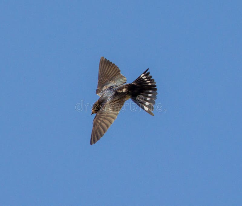 Low-angle View of a Purple Martin Bird Flying with the Blue Sky Visible ...