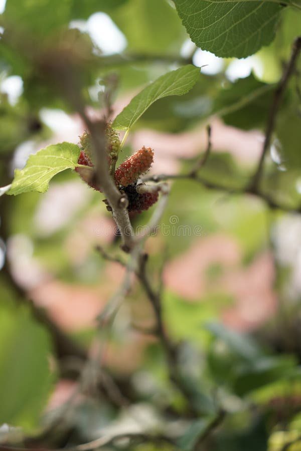 Low Angle View of Raspberry Growing on Tree Stock Photo - Image of ...