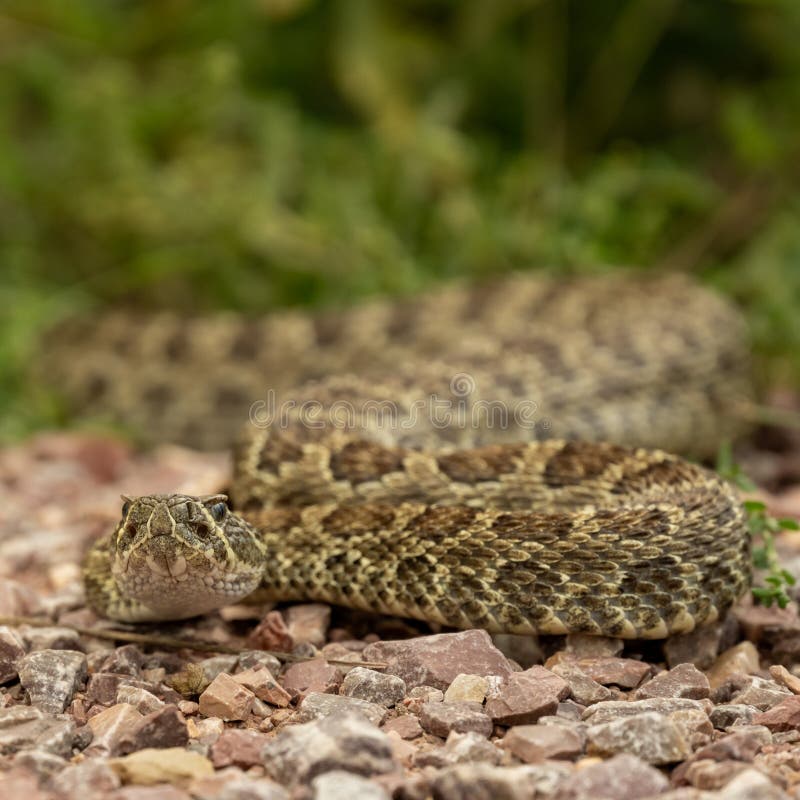 Low Angle View of Rattle Snake Looking at Camera Stock Image - Image of ...