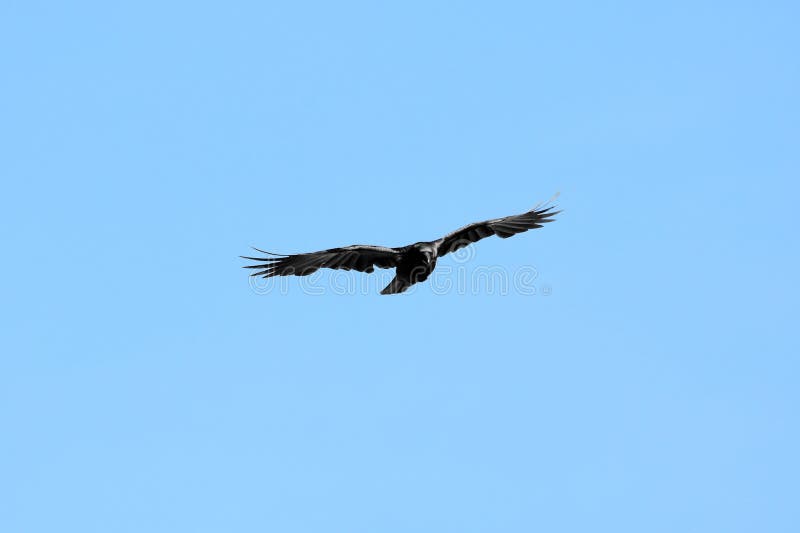 Low-angle View of a Raven Flying with Wide Opened Wings in the Blue Sky ...