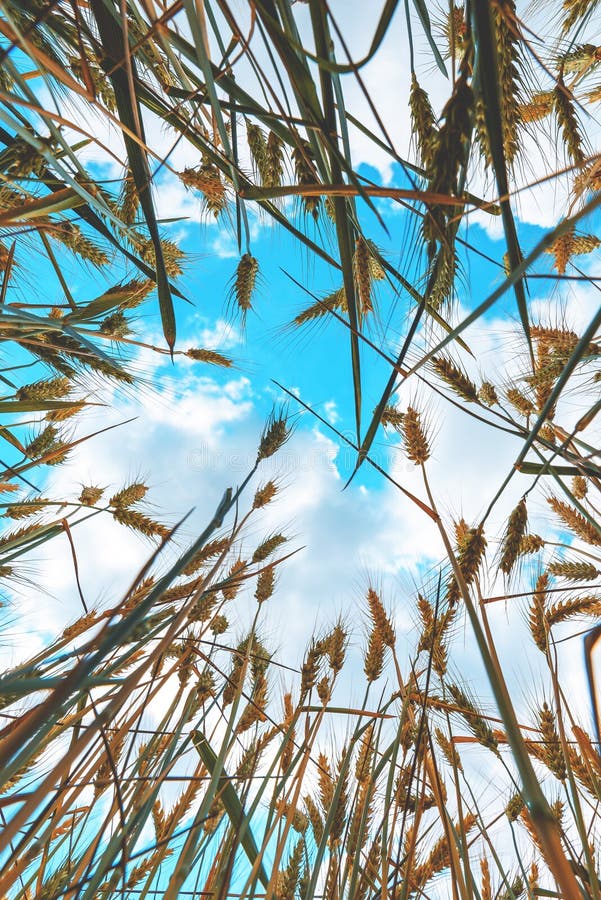 Low Angle View of Ripe Wheat Crops Growing High Up To the Sky Stock ...