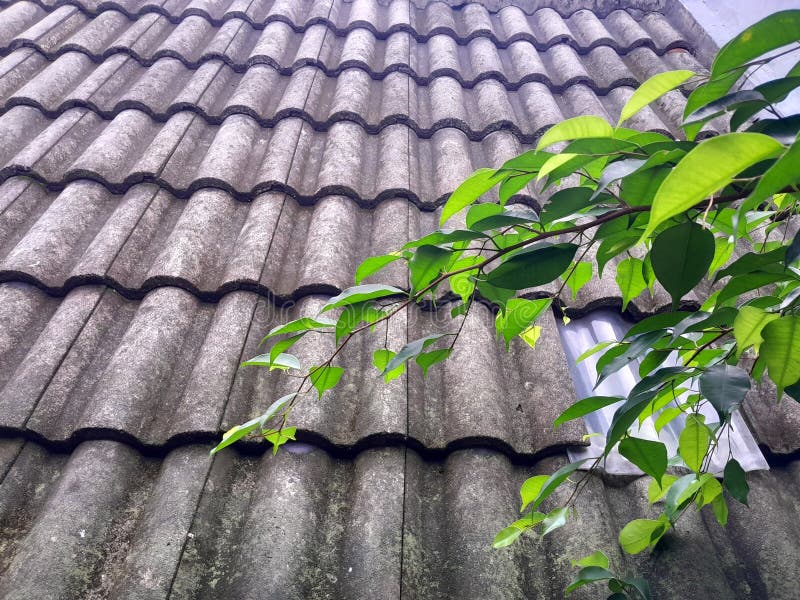 Low Angle View of Roof Against Building and Tree Banyan Stock Photo ...
