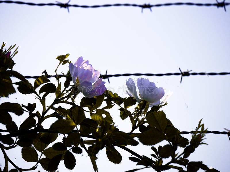 Low Angle View of Roses and Bared Wire Stock Photo - Image of outdoors ...