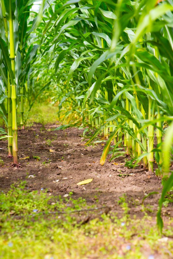 Low Angle View into a Row of Corn Stalks in a Cornfield Stock Image ...