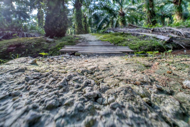 Low Angle View of the Rural Dirt Pathway into the Plantation. Stock ...