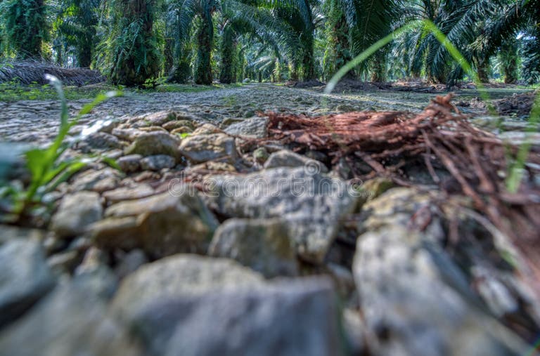 Low Angle View of the Rural Dirt Pathway into the Plantation. Stock ...