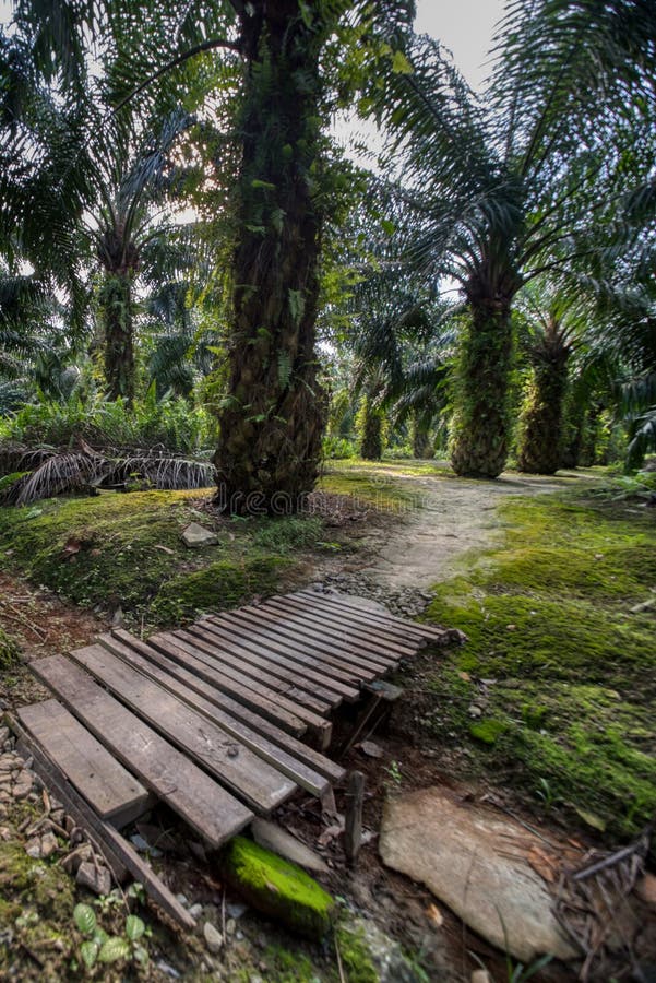 Low Angle View of the Rural Dirt Pathway into the Plantation. Stock ...