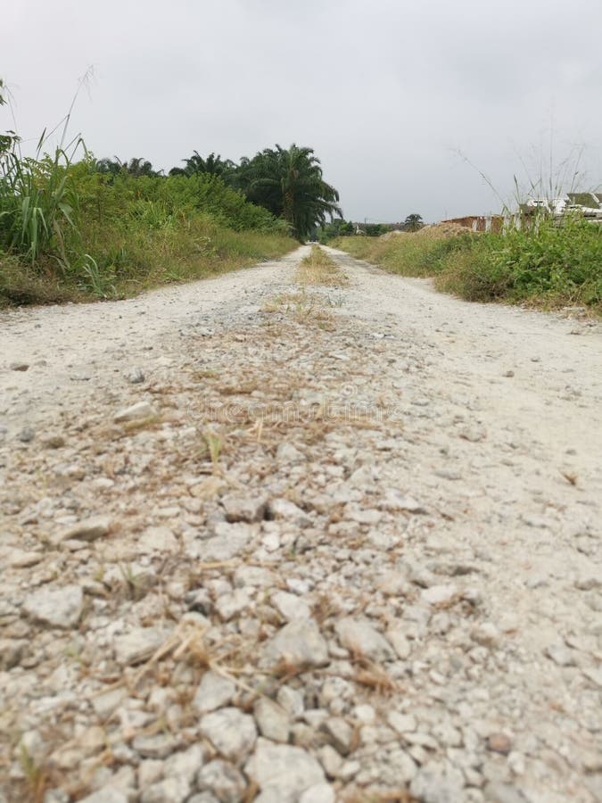 Low Angle View of the Rural Dirt Pathway into the Plantation. Stock ...