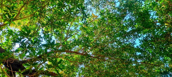 Low Angle View of Shady Buttonwood Tree or Button Mangrove or ...