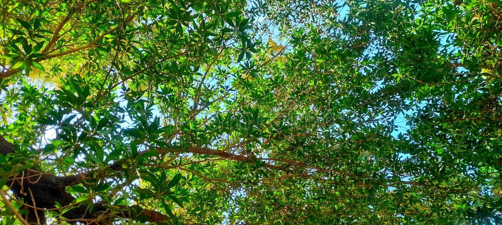 Low Angle View of Shady Buttonwood Tree or Button Mangrove or ...