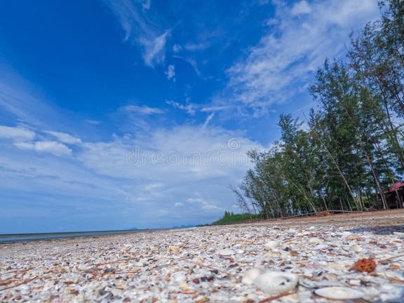 Low-Angle View of Shell-Covered Beach with Pine Trees and Calm Sea ...