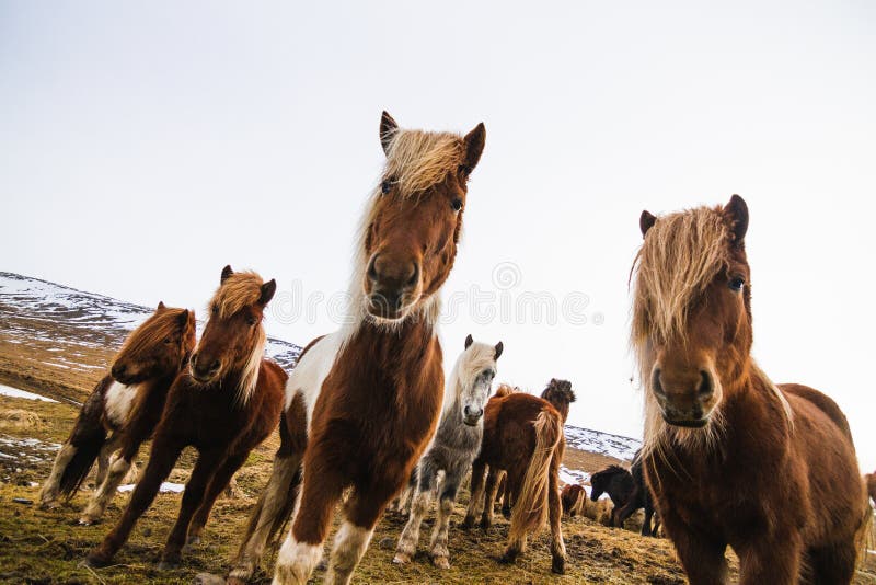 Closeup of Shetland Ponies in a Field Covered in the Grass and Snow ...