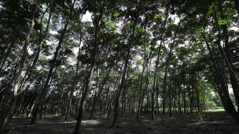 Low Angle View of Rubber Trees in Tropical Rainforest Stock Video ...