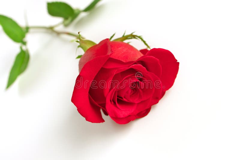 Low Angle View of a Single Red Rose Isolated on a White Background ...