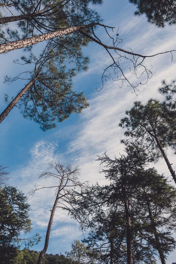 Low Angle View of Sky through Trees in the Forest - Cypress Tree Forest ...