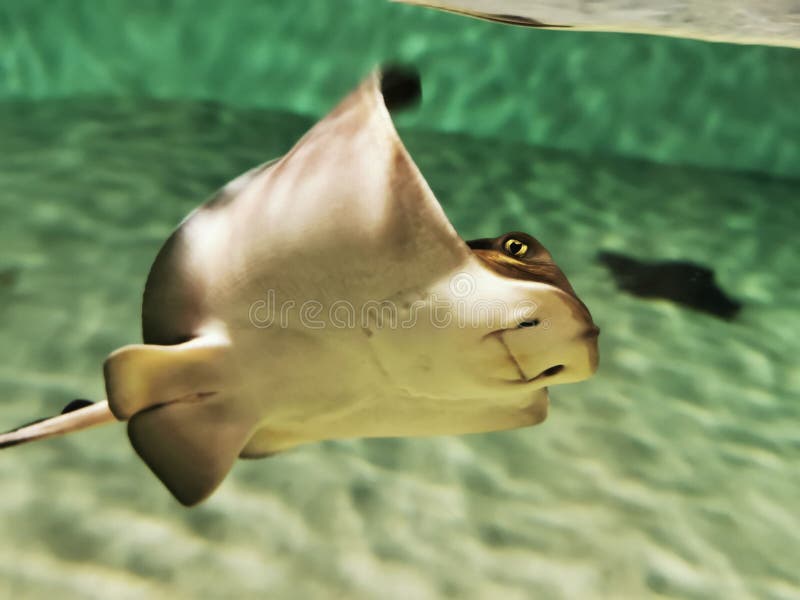Low-angle View of a Smiling Stingray Swimming in the Water Stock Image ...