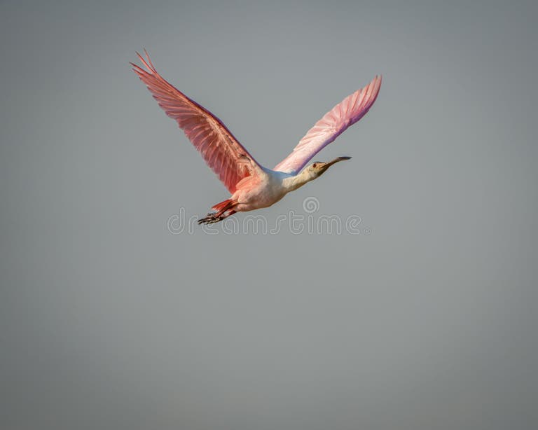 Low-angle View of a Spoonbill Flying in the Sky with Wide-opened Wings ...