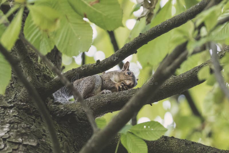 Low Angle View of a Squirrel on a Tree Eating Stock Photo - Image of ...