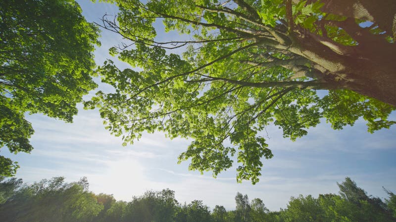 Low Angle View Sun Shining Fresh Green Leaves Branches Large Tree ...