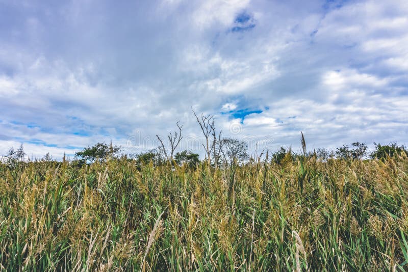 Low Angle View of Tall Grass in the Field Over Cloudy Sky Stock Image ...