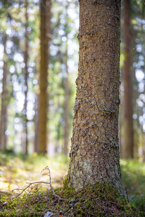 Low-angle View of a Tall, Slender Tree in a Lush Forest Stock Photo ...