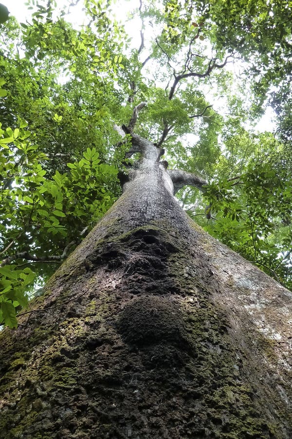 Low Angle View of a Tall Tree in the Amazon Rainforest Stock Image ...