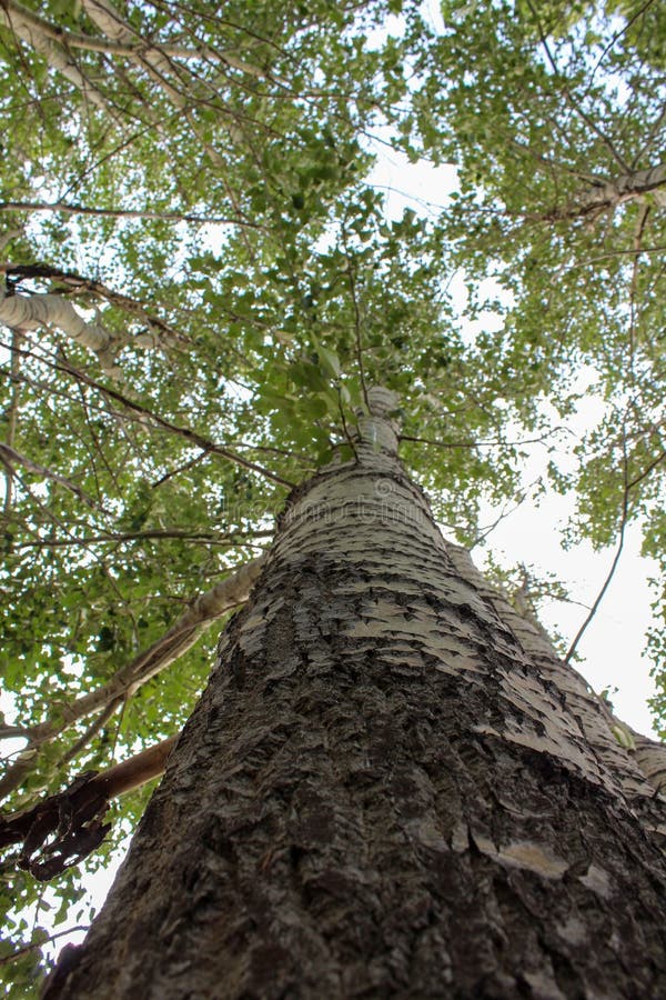 Low-angle View of a Tall Tree, Looking Up at Its Expansive Branches ...