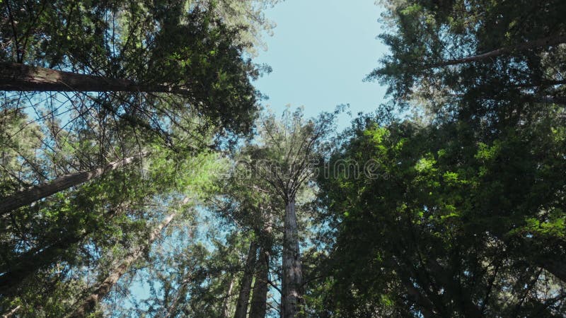 Low Angle View of Tall Trees Canopy Under Blue Sky with Gentle Sunlight ...