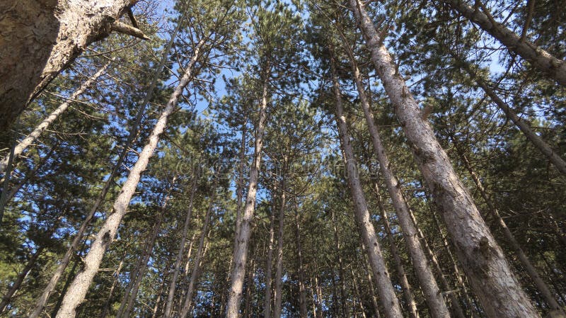 Low Angle View of Tall Trees in Forest Stock Image - Image of sunny ...