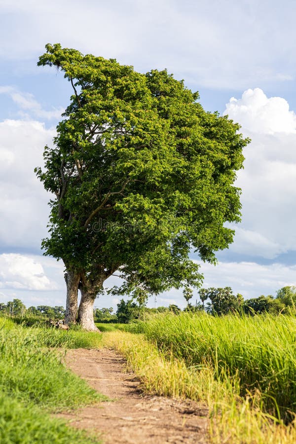 A Low Angle View of a Towering Tree Providing Shade on an Embankment ...