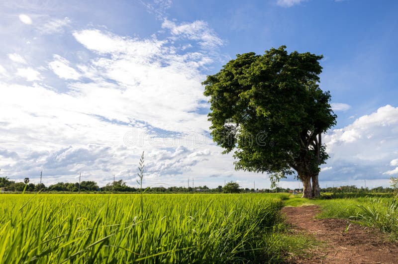 A Low Angle View of a Towering Tree Providing Shade on an Embankment ...