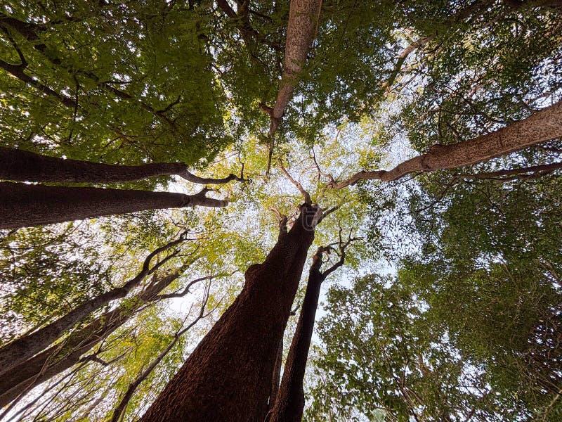Green Canopy Sunlight Trees Low Angle View Towering Lush Forest Stock ...