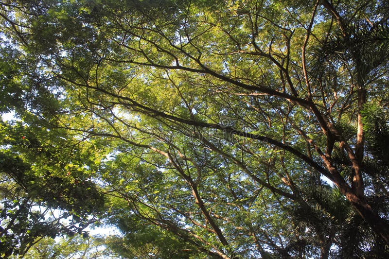 Low Angle View of Tree Canopy Against Blue Sky Stock Image - Image of ...