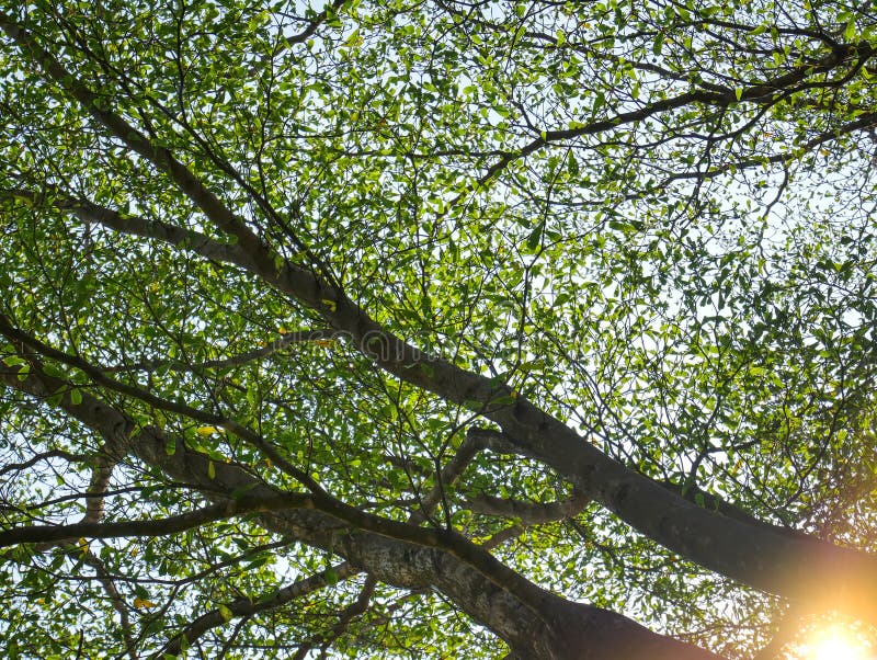 Low Angle View of Tree Canopy in the Park Stock Image - Image of tall ...