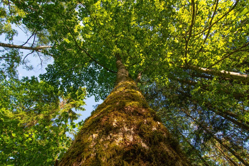 Low Angle View of Tree Crowns in the Forest Stock Photo - Image of wood ...