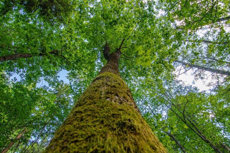 Low Angle View of Tree Crowns in the Forest Stock Image - Image of ...