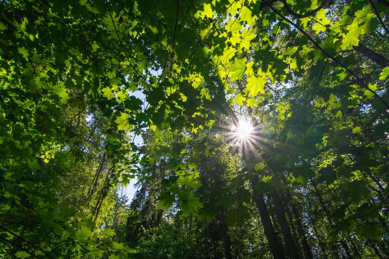 Low Angle View of Tree Crowns in the Forest Stock Image - Image of ...