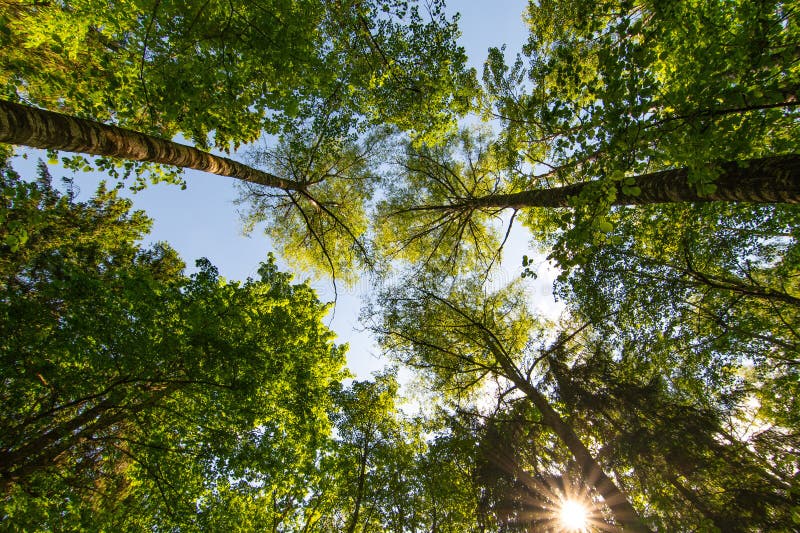 Low Angle View of Tree Crowns in the Forest Stock Photo - Image of ...