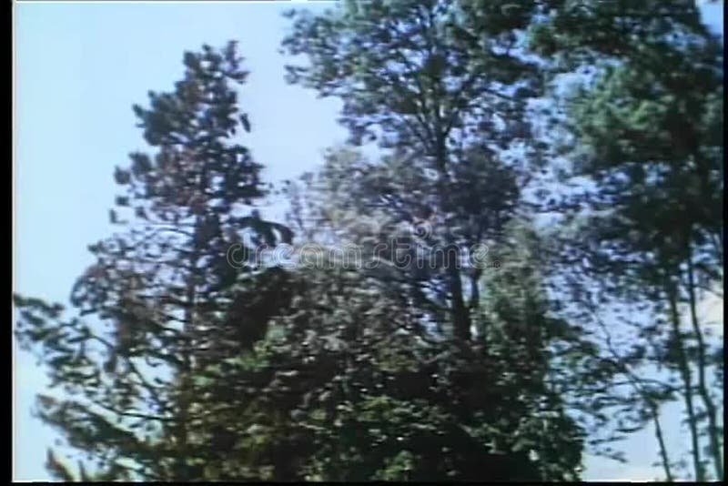 Low Angle View Tree Falling Stock Footage - Video of people, time: 52827810