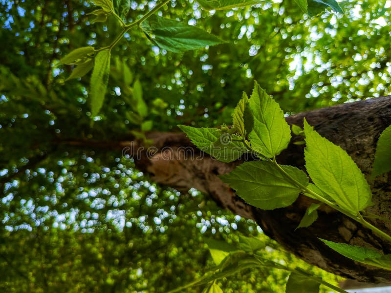 Low Angle View of Tree Leave Stock Photo - Image of sunlight, wildlife ...