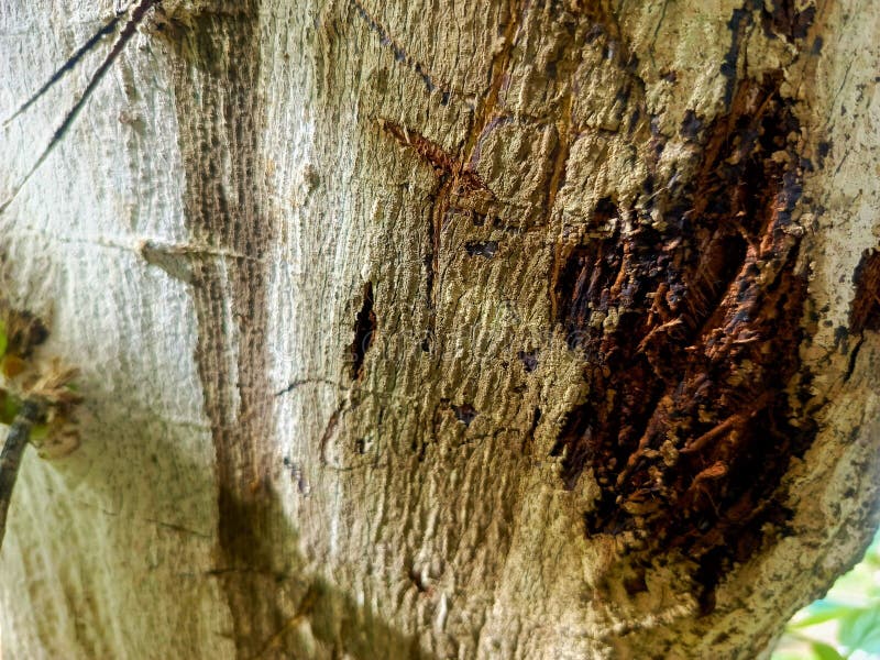 Old tree bark sharp angle stock image. Image of branch - 341137319
