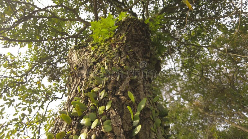 Low Angle View of a Tree Skin Covered with Parasitic Plants. 4K, Static ...