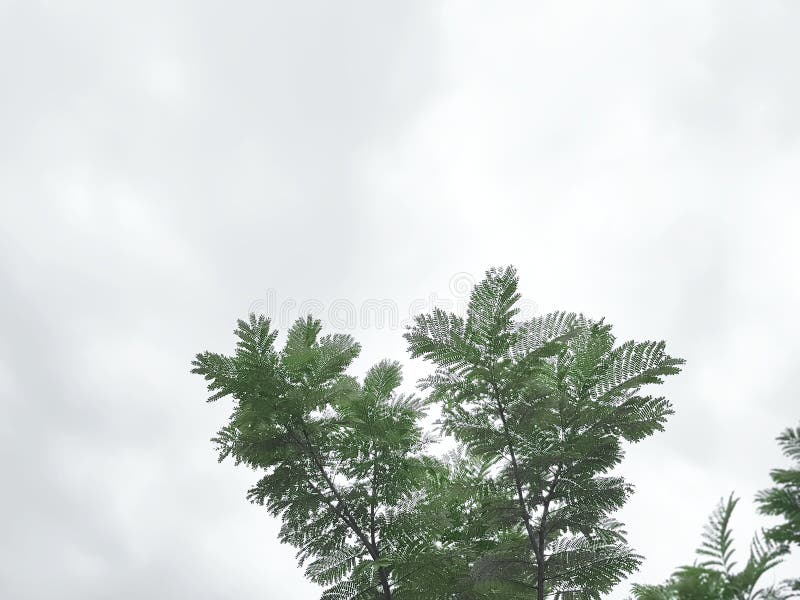 Low Angle View of Tree Top Against Cloudy Sky Stock Photo - Image of ...